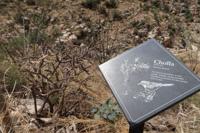 10 things to do on Mount Lemmon, where it's 20 degrees cooler