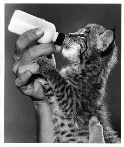 Tucson Animal Tails: Baby Bobcat
