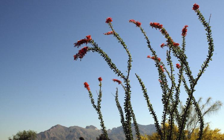 10 things to know about ocotillos