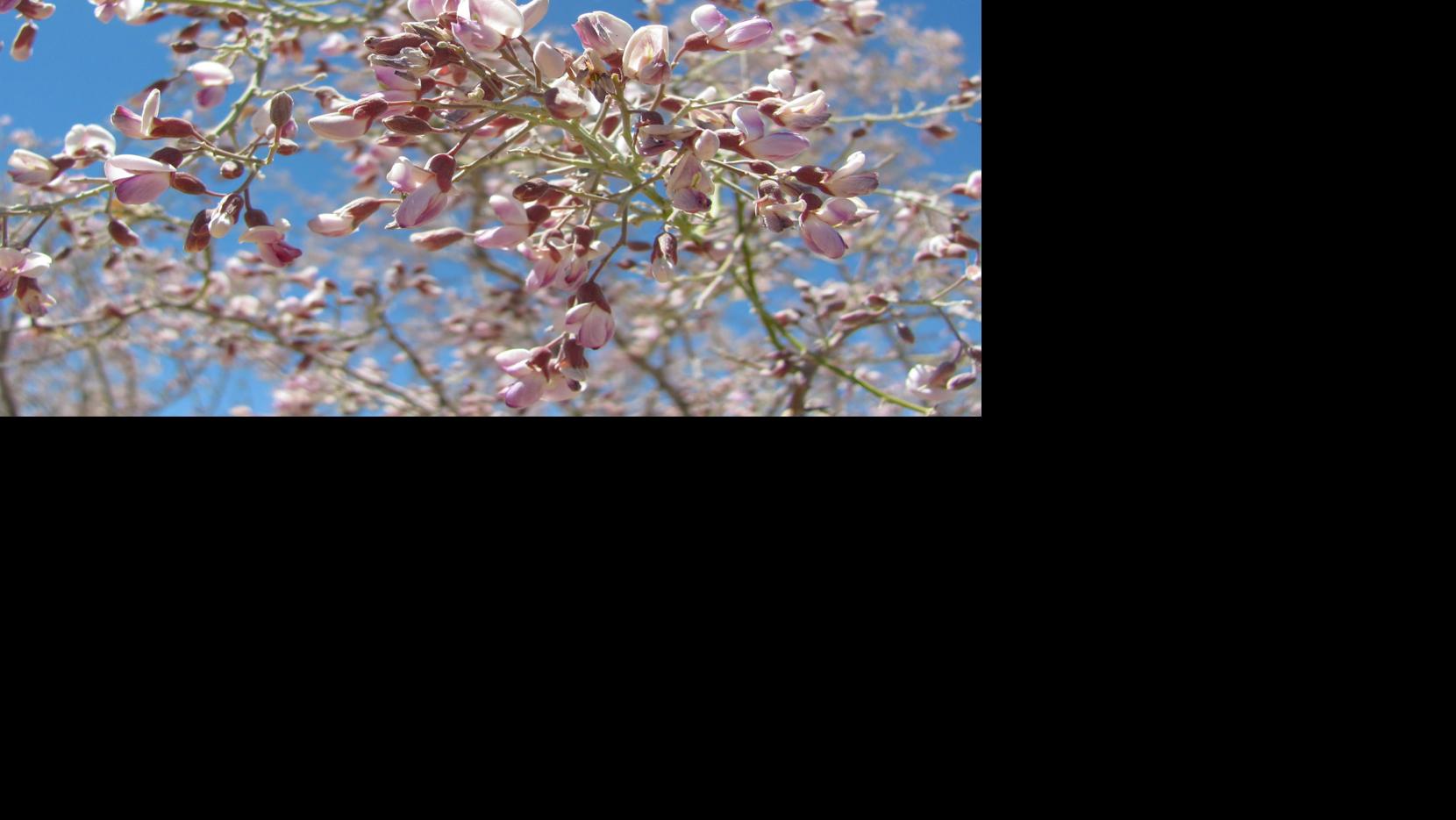 Plant of the month: Ironwood