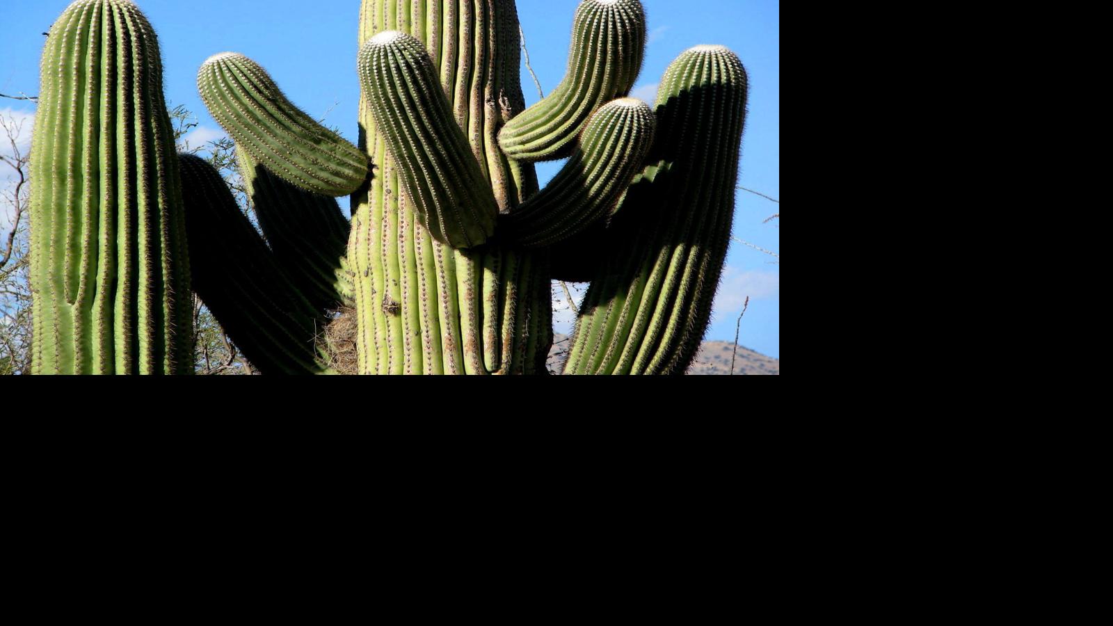 Tucson Outdoors Birds, bats, hiking and walking. July 13-21