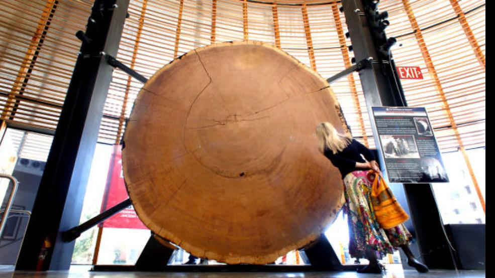 Tucson in 100 Objects — tree rings