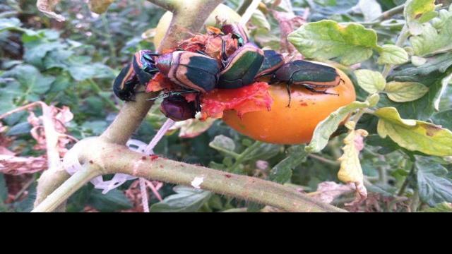 Attack of the June bugs in March - really fig beetles | | tucson.com