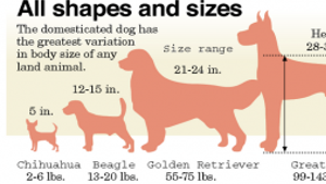 Study locates DNA regulating dog-breed sizes