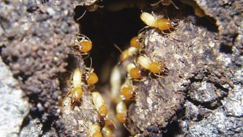 Subterranean Termites: The Danger Underground | Home-and-garden ...
