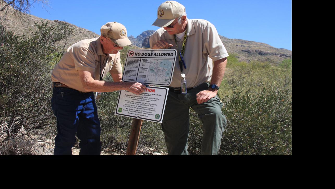 Domestic sheep, goats pose threat to Catalina bighorns | Local news ...