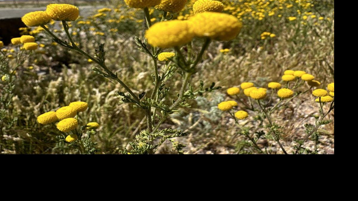 Stinknet: A smelly invasive plaguing Tucson