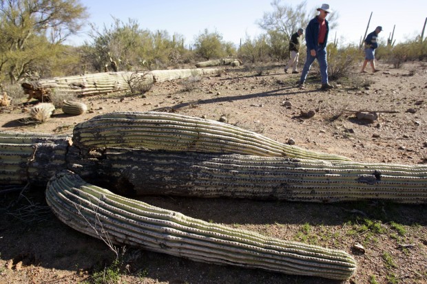Photos: Saguaros toppled in national monument | Northwest | tucson.com