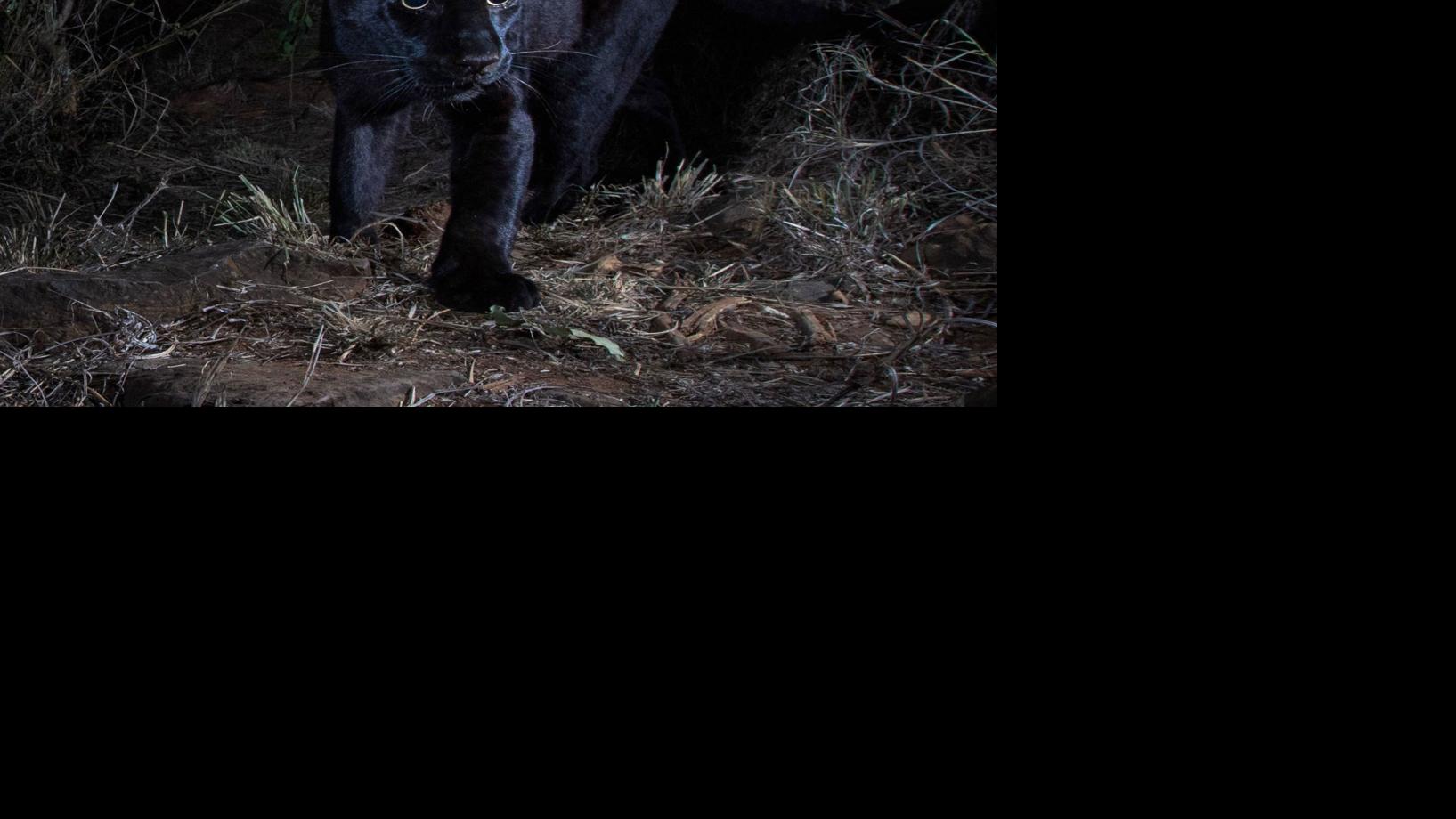 Rare African black leopard photographed for first time in more than 100 ...