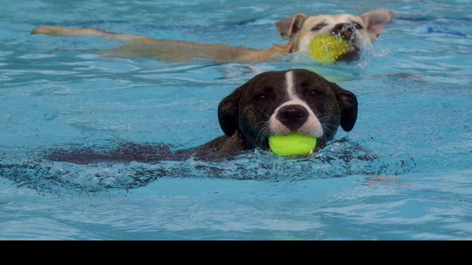Pup pool parties make a splash in Tucson