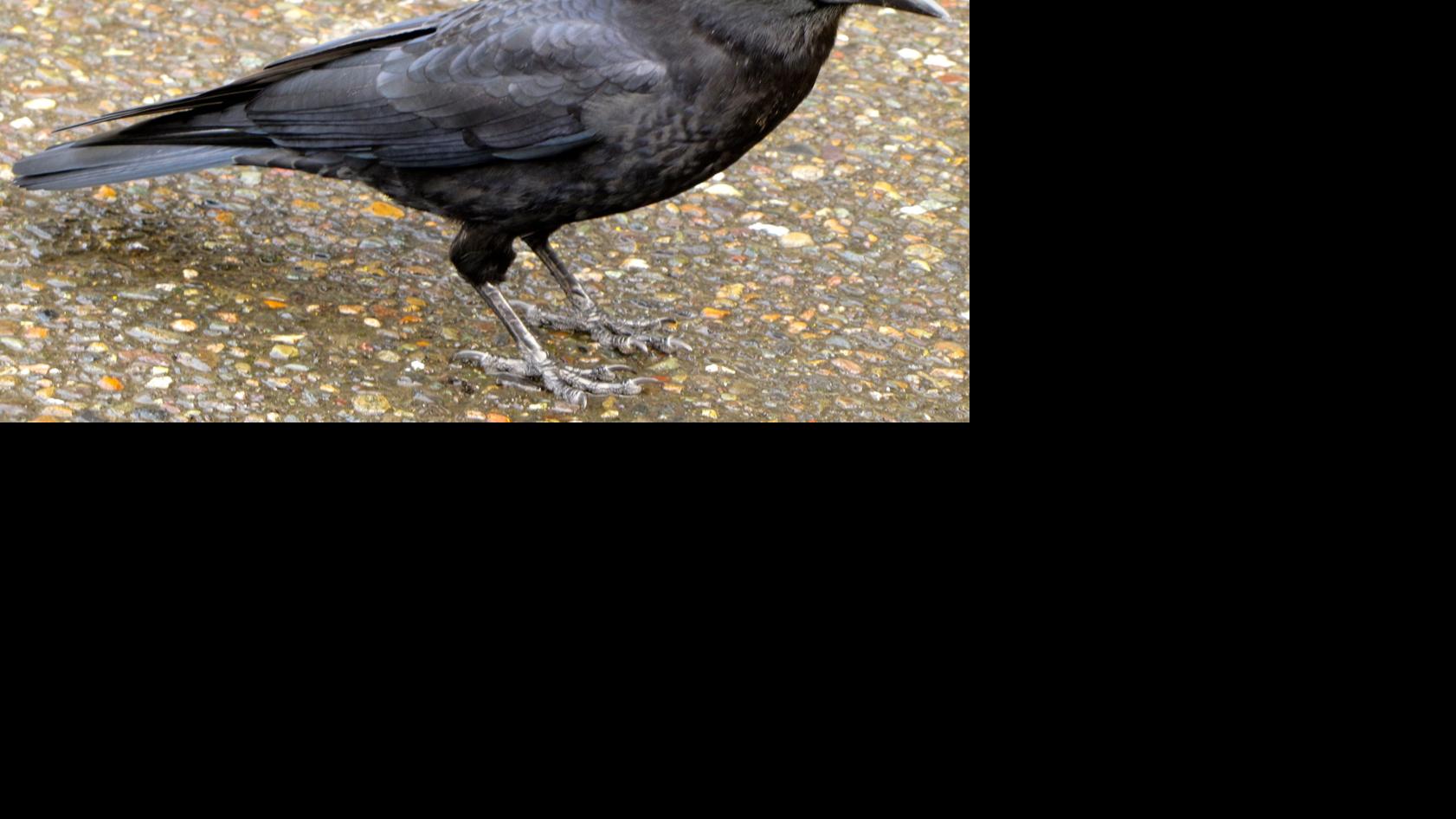 Ravens and Crows and Ravens, Oh My! | Saddlebag Notes | tucson.com