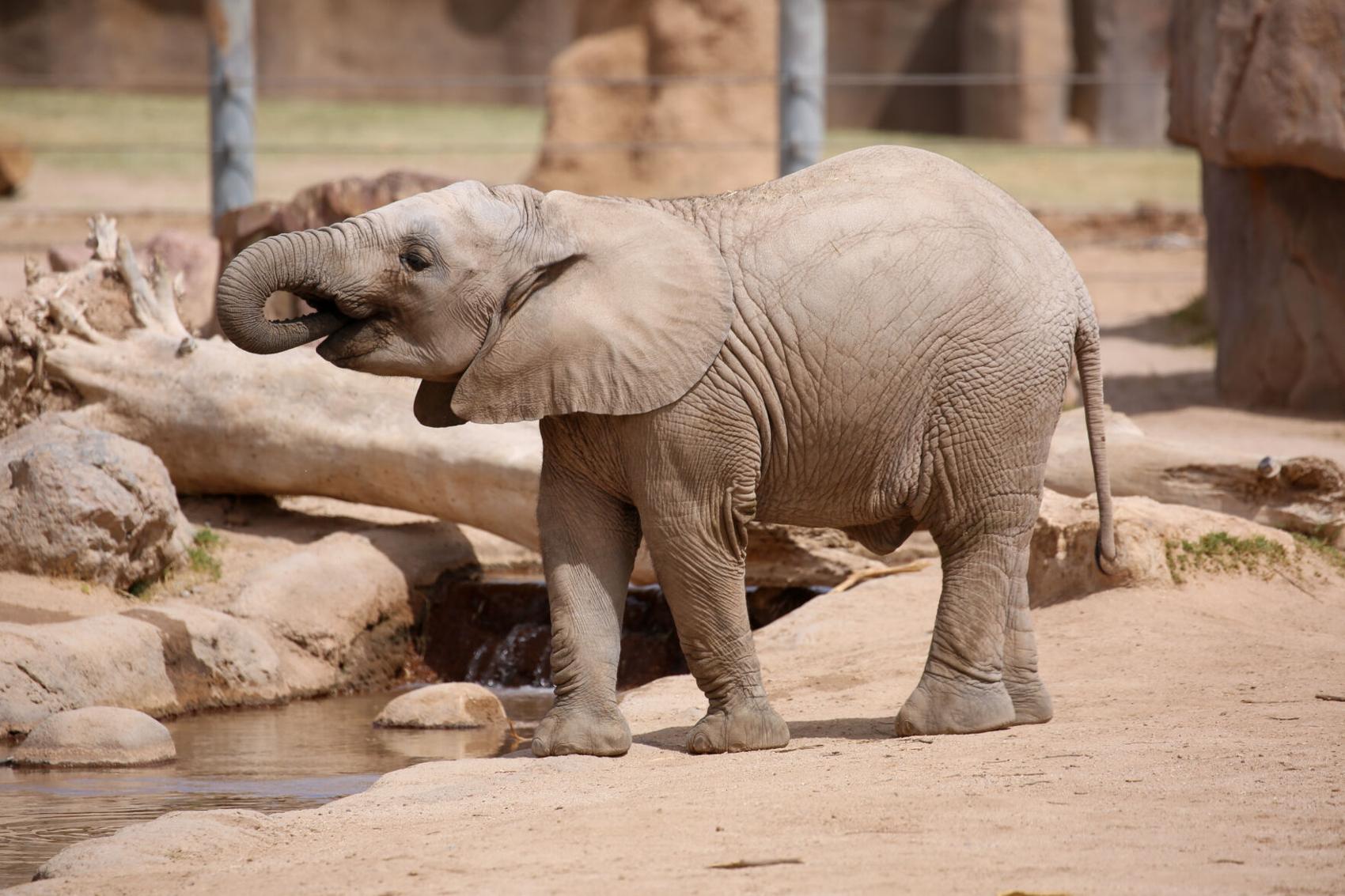 Tucson’s baby elephant active amid tummy troubles