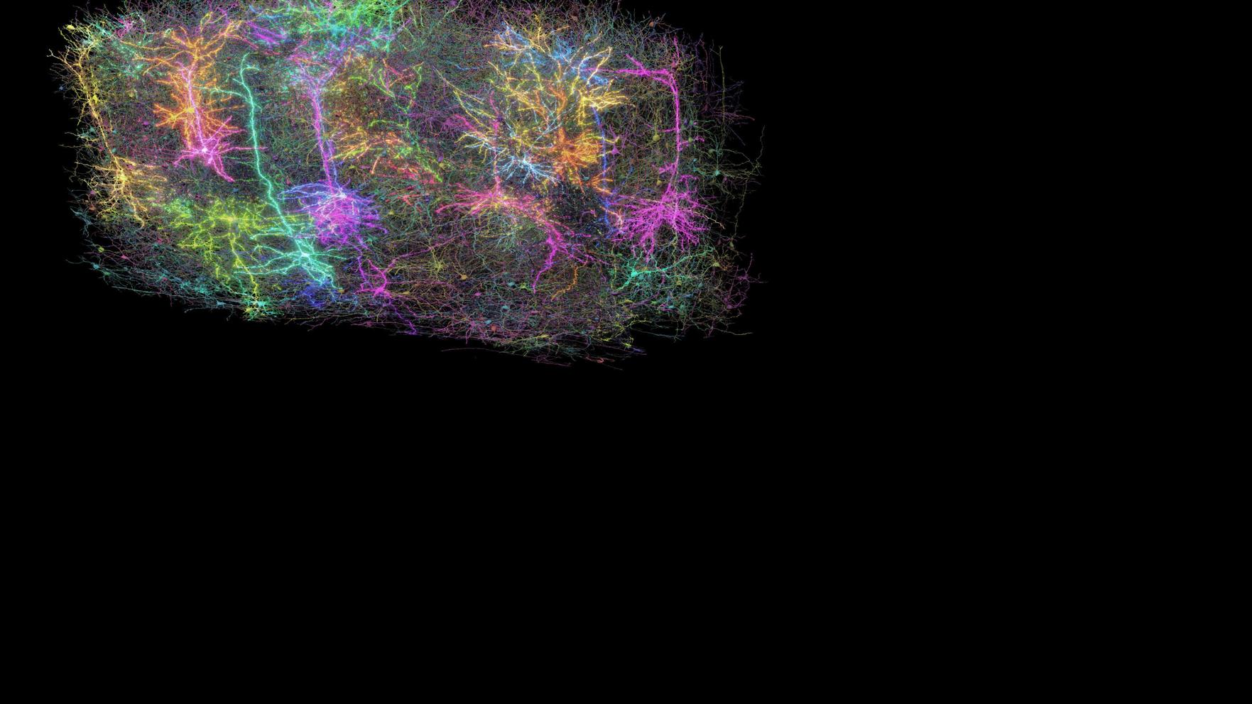 Scientists map part of mouse brain, and it's very complex