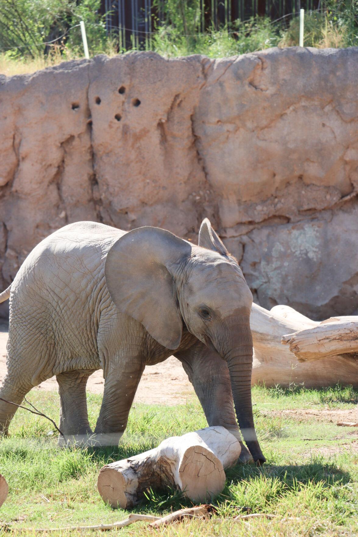 Reid Park Zoo elephant calf Meru's 7-month update