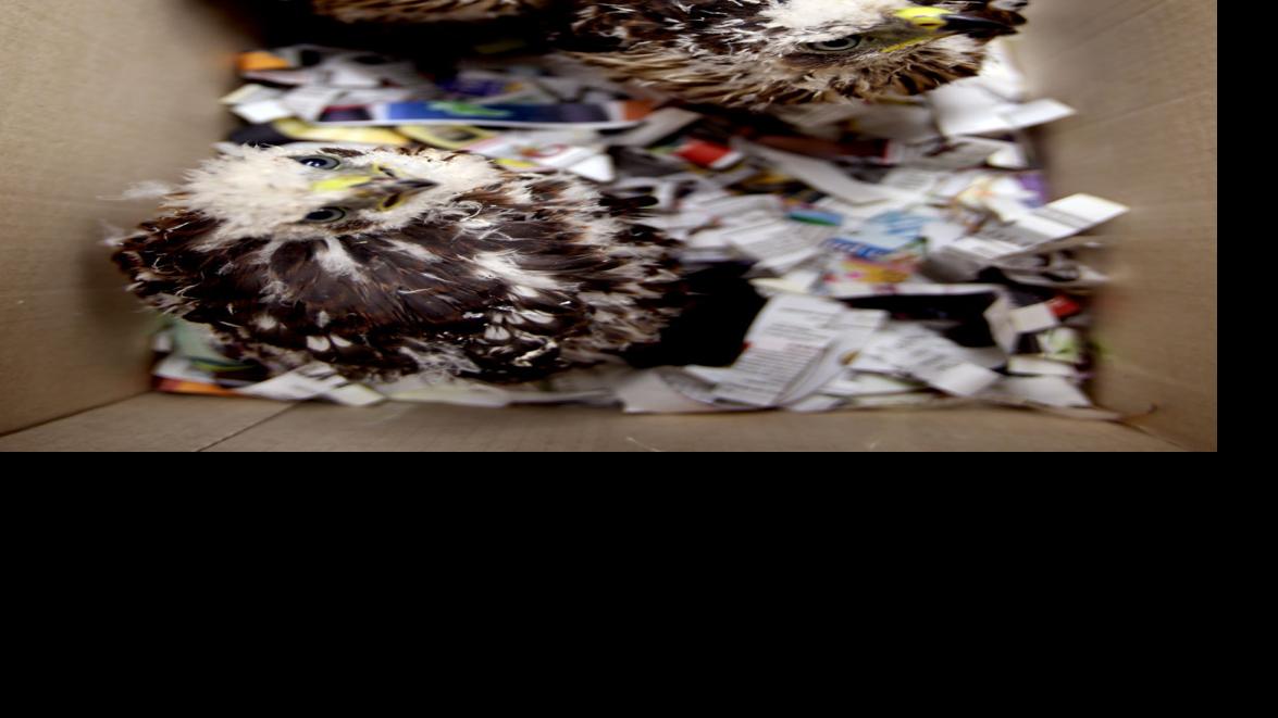 Extreme heat causing young hawks to abandon nests early