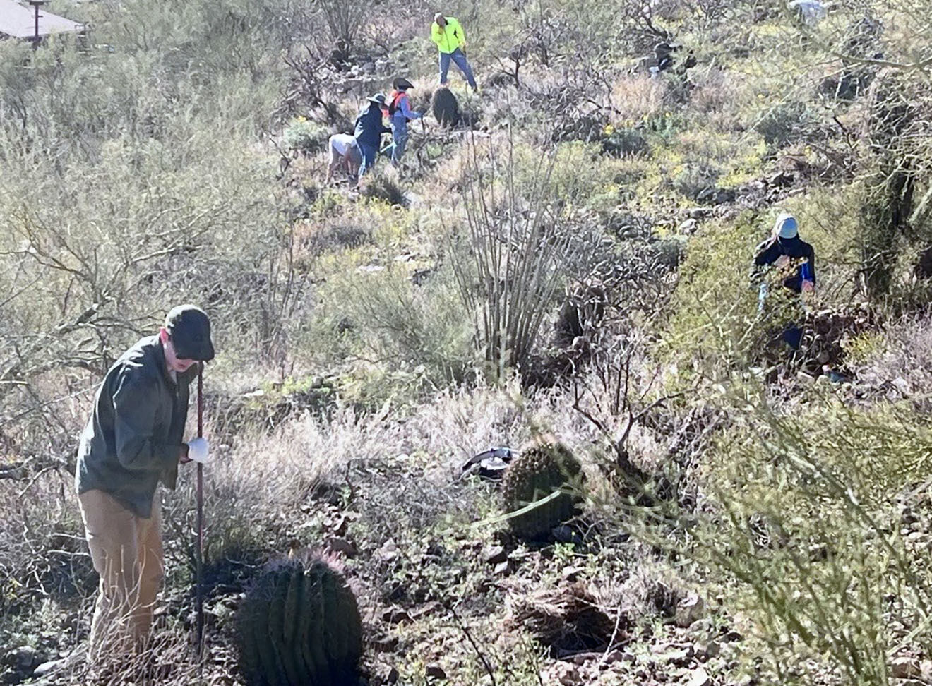 Buffelgrass pull starts ‘Save our Saguaros’ month in Tucson