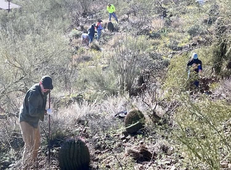 Buffelgrass pull starts ‘Save our Saguaros’ month in Tucson