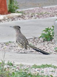 Audubon is history as Tucson Bird Alliance spreads its wings