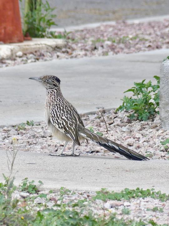Audubon is history as Tucson Bird Alliance spreads its wings