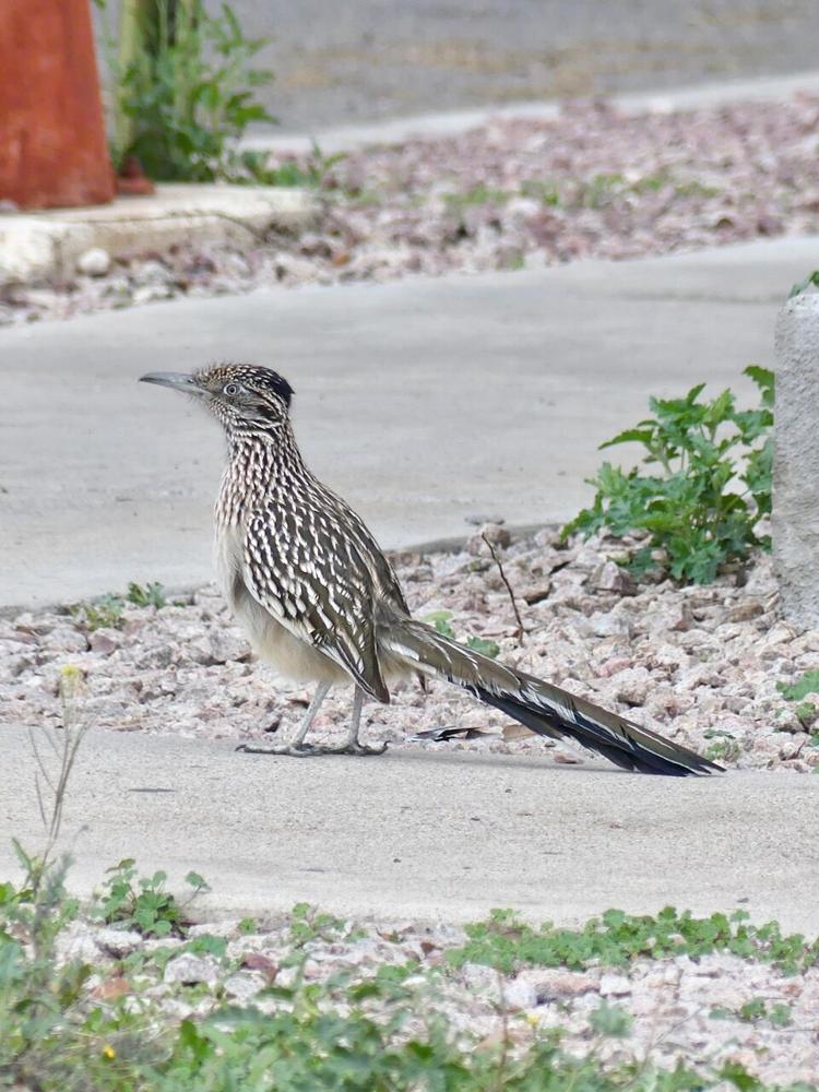 Audubon is history as Tucson Bird Alliance spreads its wings