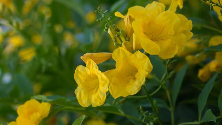 Plant of the month: Arizona yellow bells