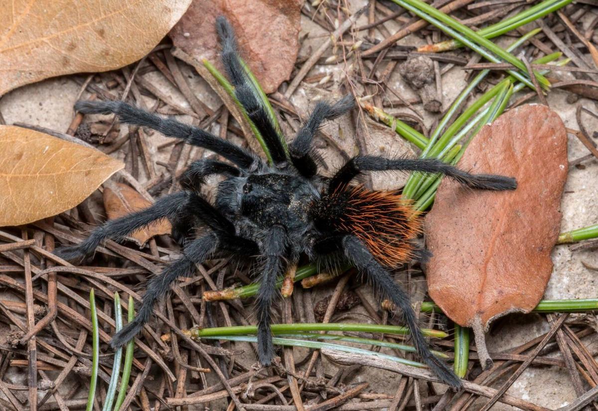 New tarantula species found in Arizona's warming sky islands