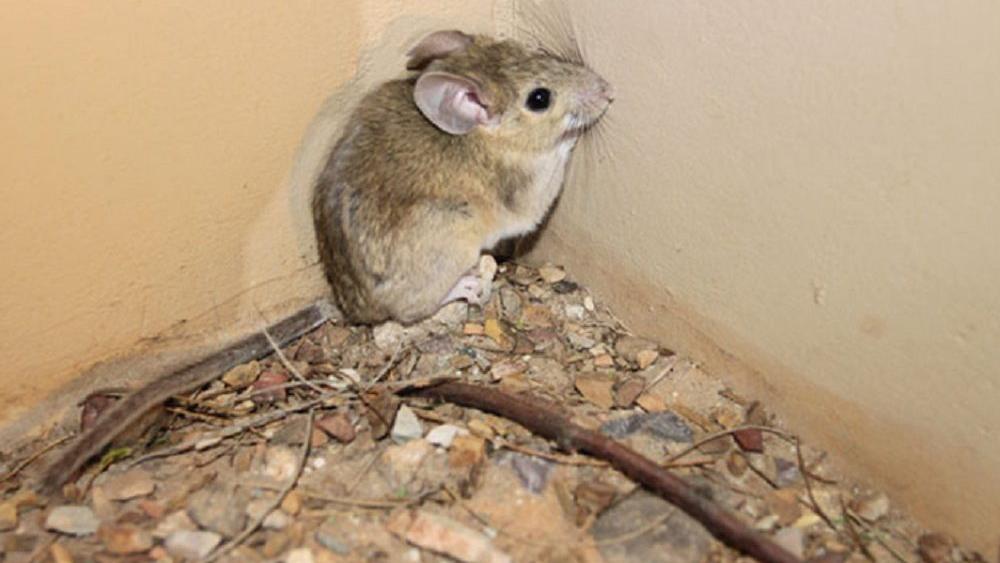Pack Rat Population Explosion | Home-and-garden | tucson.com