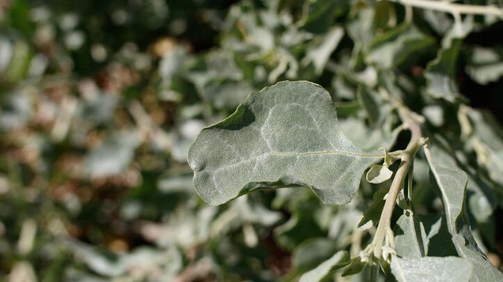 Plant of the month: Quailbush