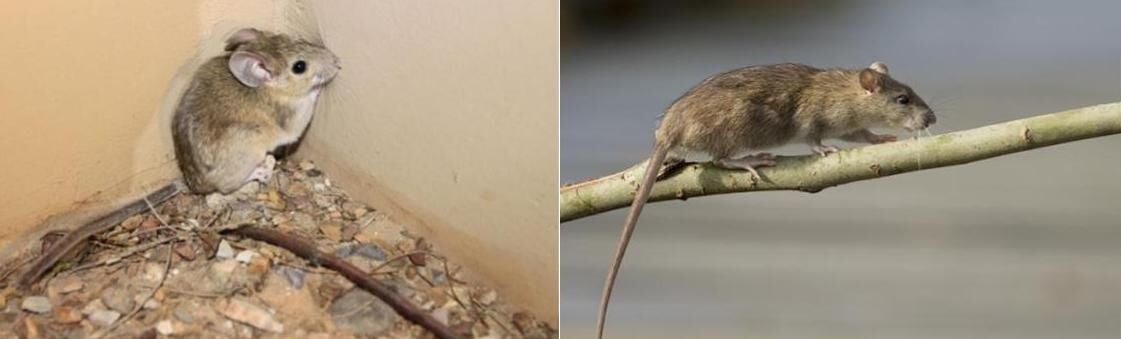 Rats plague Tucson neighborhood, and it could spread