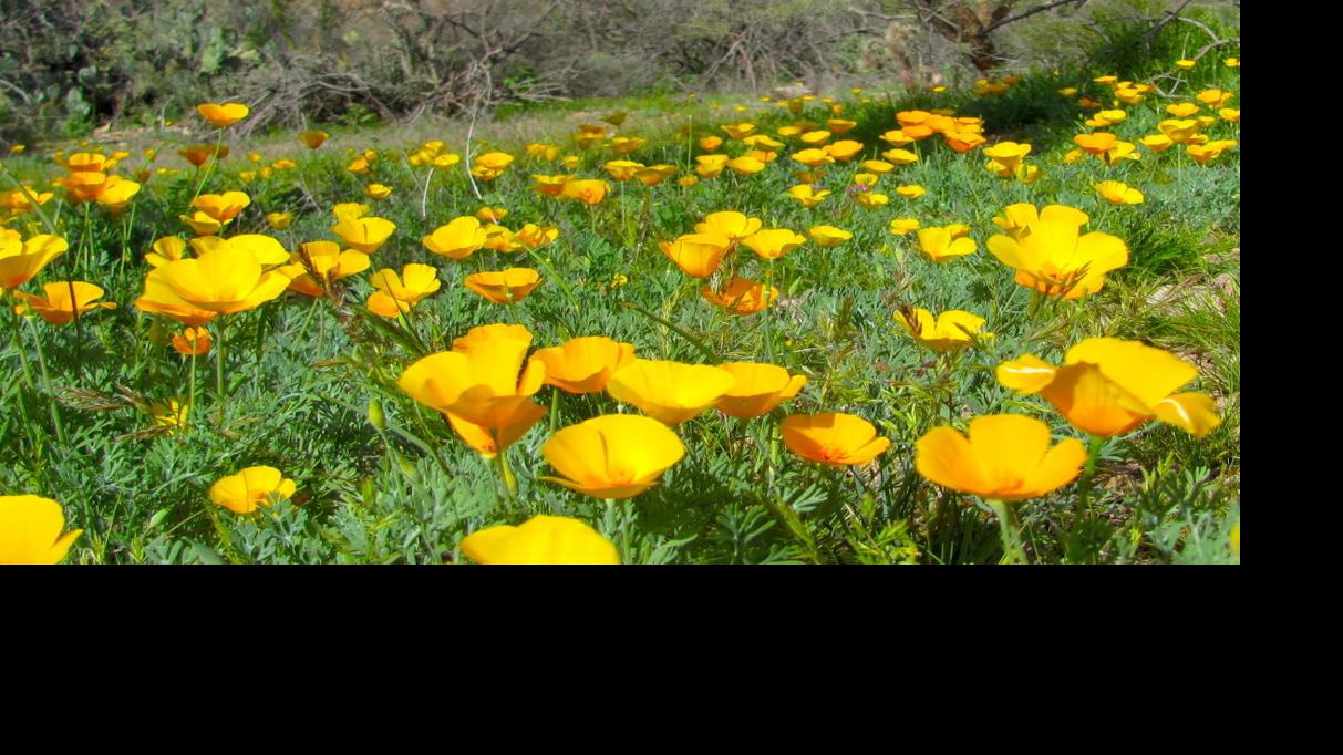 85 brilliant displays of Southwest wildflowers | Entertainment | tucson.com