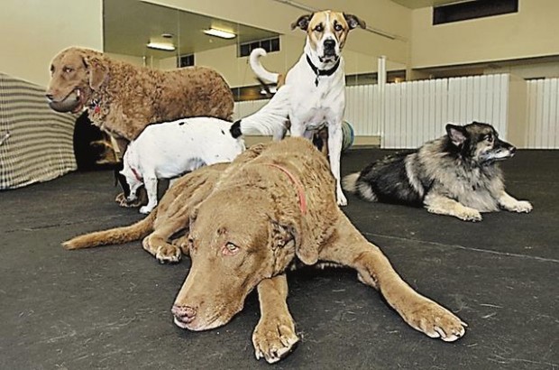 Chubby pets may be cute but unhealthy