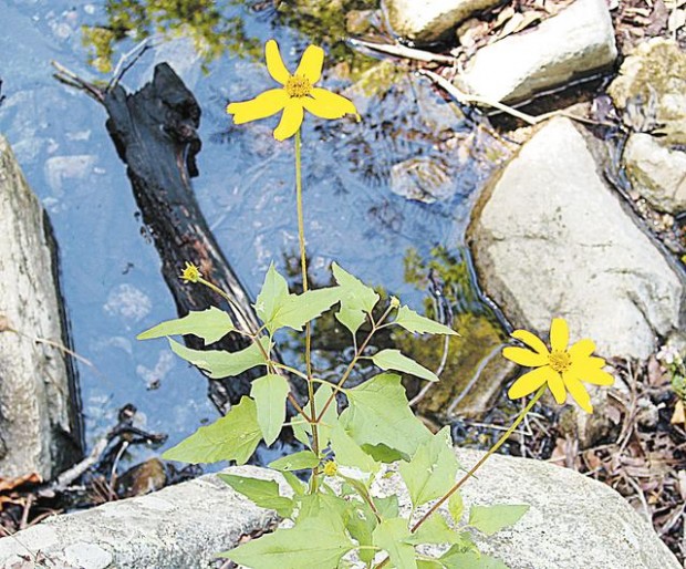 Carrie Nation Mine Trail: Madera Creek, woodlands gorgeous