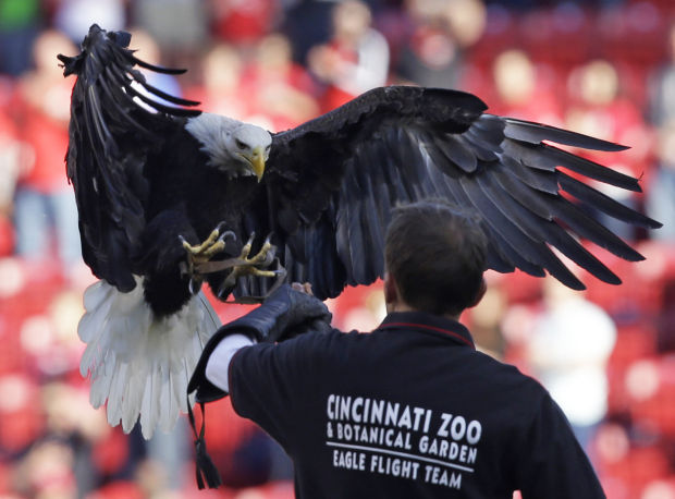 Photos: Animal shots of the week | Entertainment | tucson.com