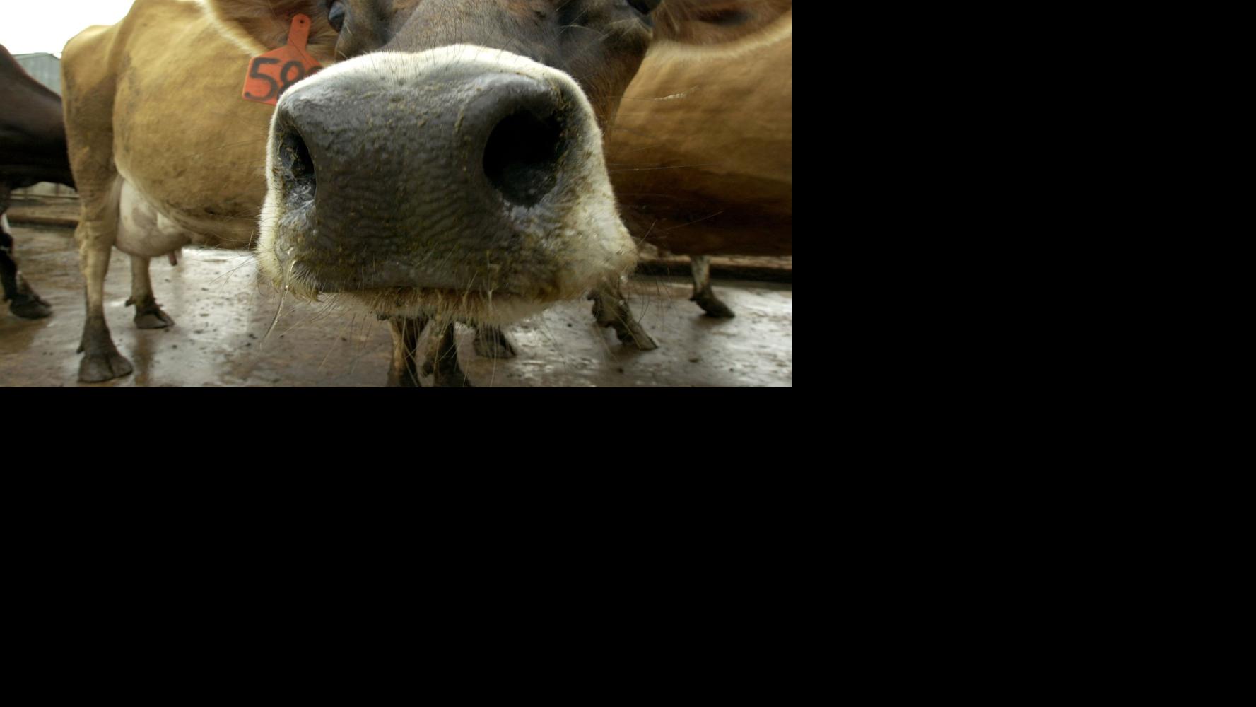 Arizona deputy pinned by cow uses stun gun to free himself