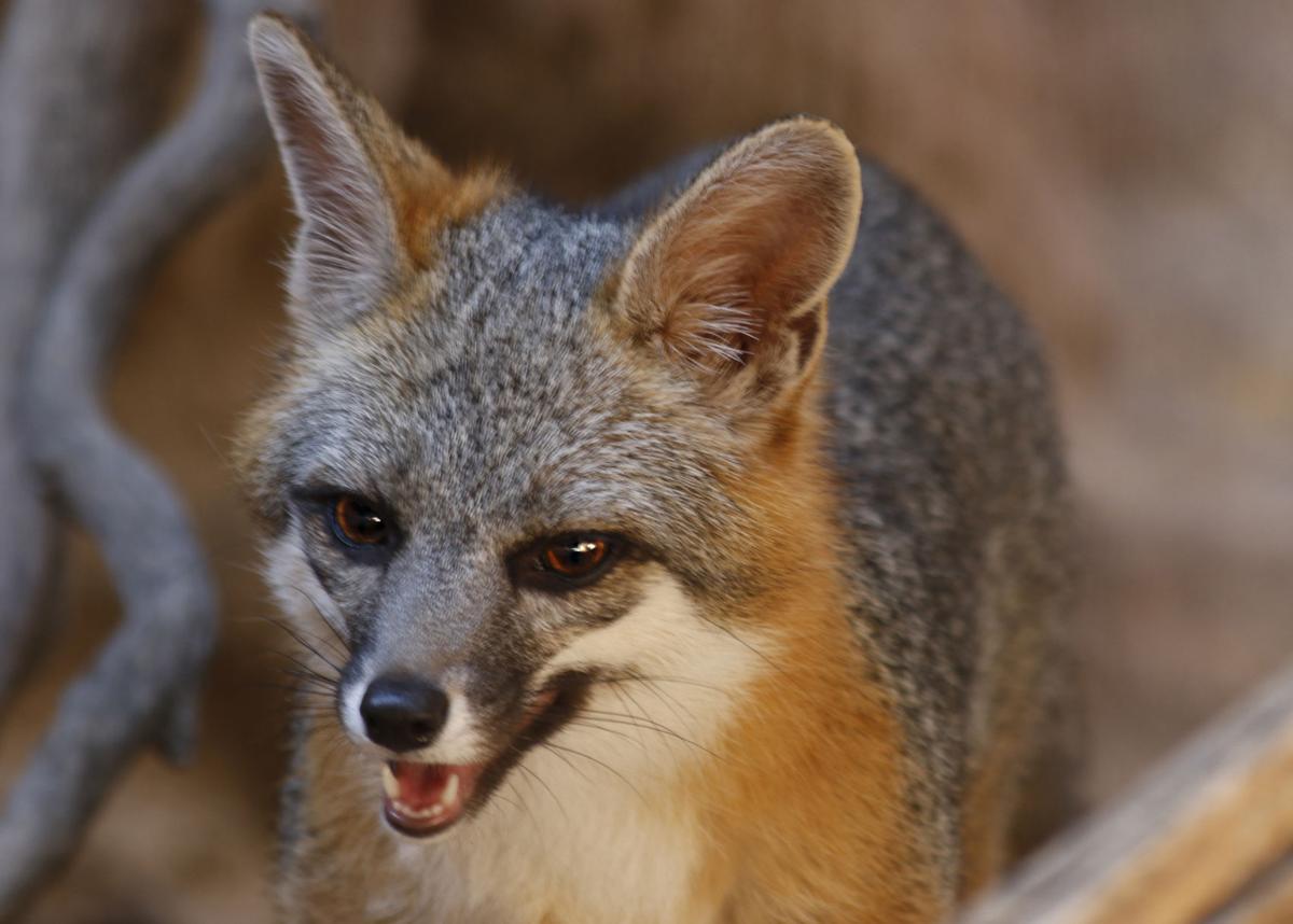 Sly as a Fox | Home-and-garden | tucson.com