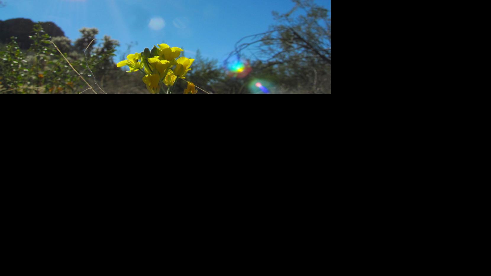 Tucson weather: Warmer temps are here for a bit