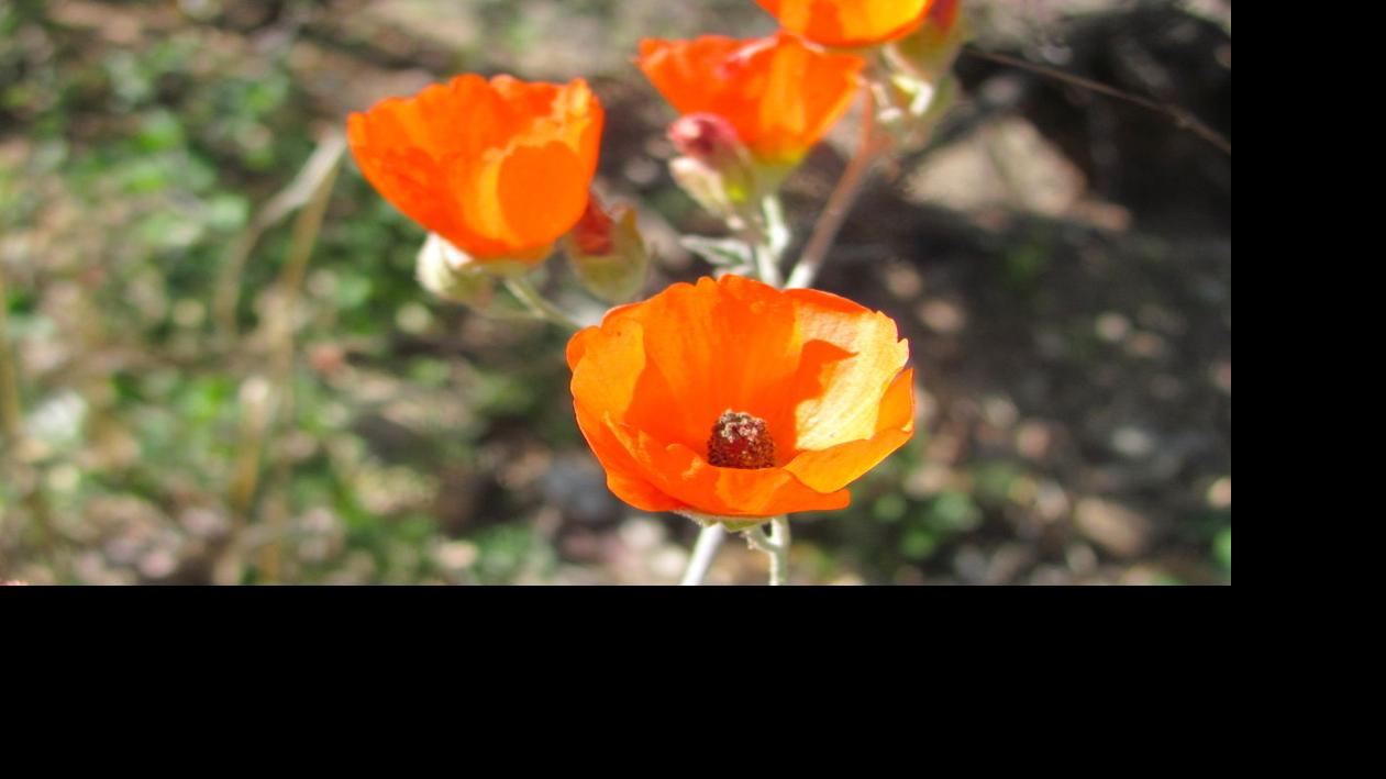 Southwest wildflowers | | tucson.com