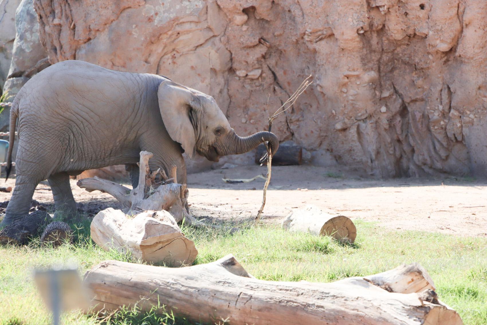 Reid Park Zoo elephant calf Meru's 7-month update