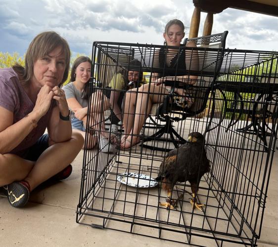 Falconer reunited with lost hawk after it drops in on Tucson couple ...