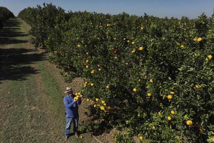 Why are orange juice prices so high? Here’s what to know