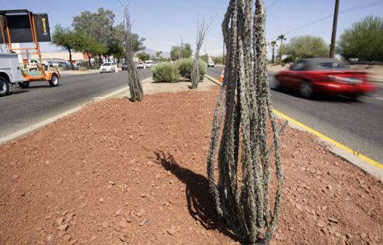 10 things to know about ocotillos