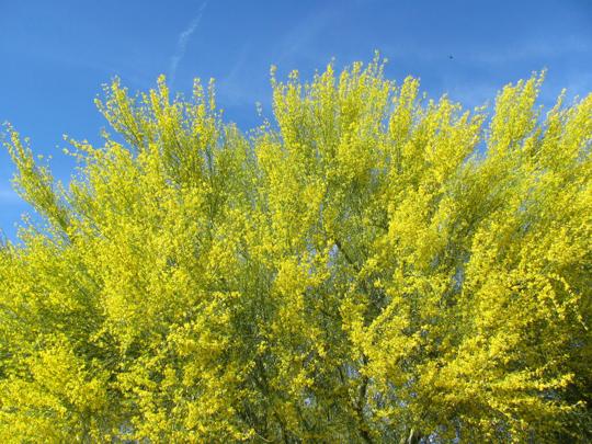 Here's how to choose the right trees for your Tucson backyard