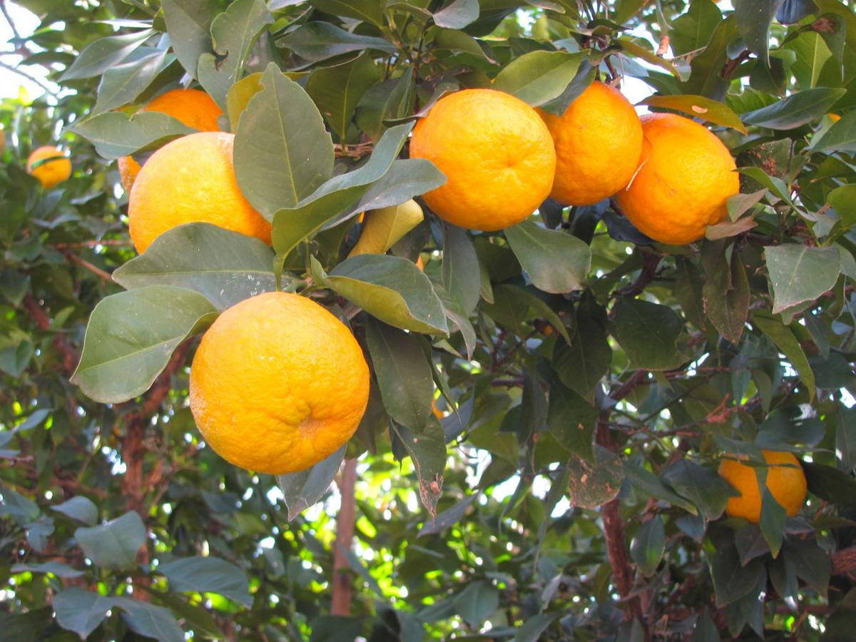 What fruit trees to grow in the southwest desert