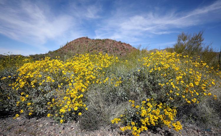 Everything you need to know about Tucson's wildflower season | Guides ...