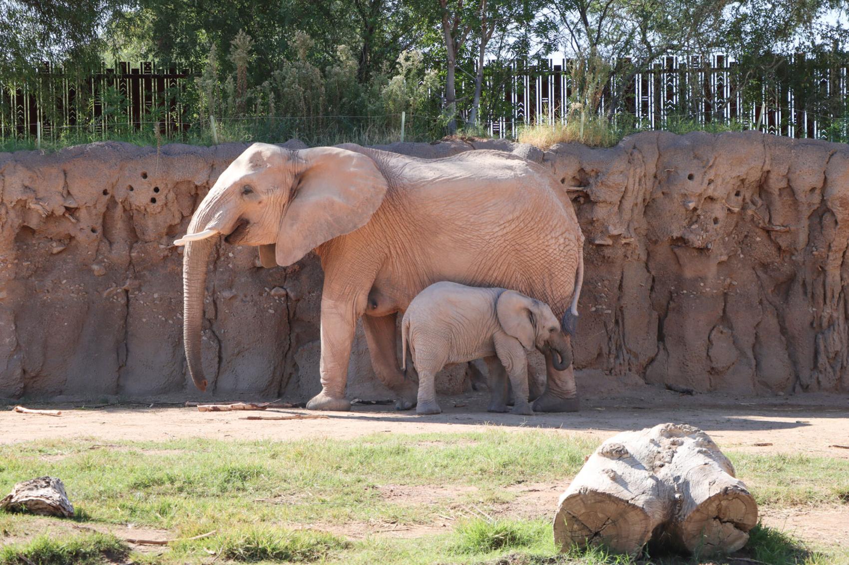 Reid Park Zoo elephant calf Meru's 7-month update