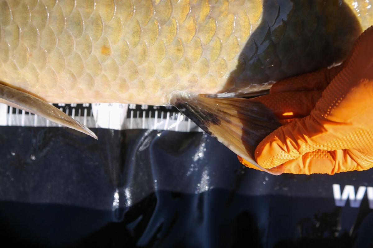Three species of century-old fish found in Apache Lake