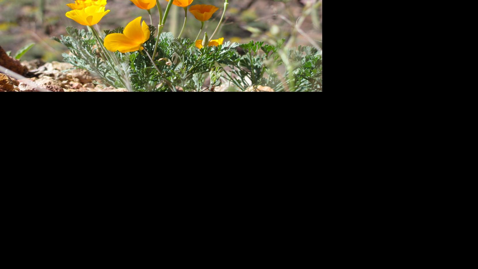 Southwest wildflowers | | tucson.com