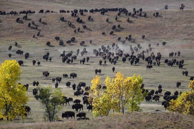Nation's only Buffalo Roundup draws crowds to South Dakota