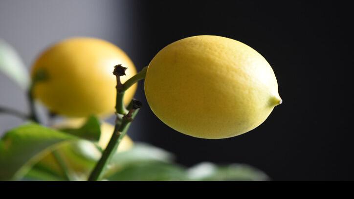 Plant of the month: The Meyer lemon | | tucson.com