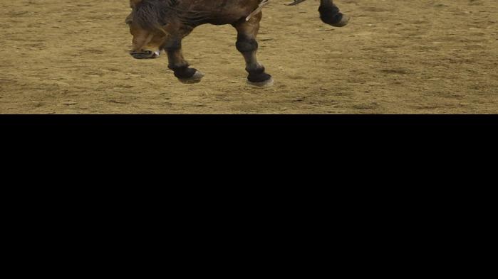 National Finals Rodeo: Brazile second in team roping, closer to record ...